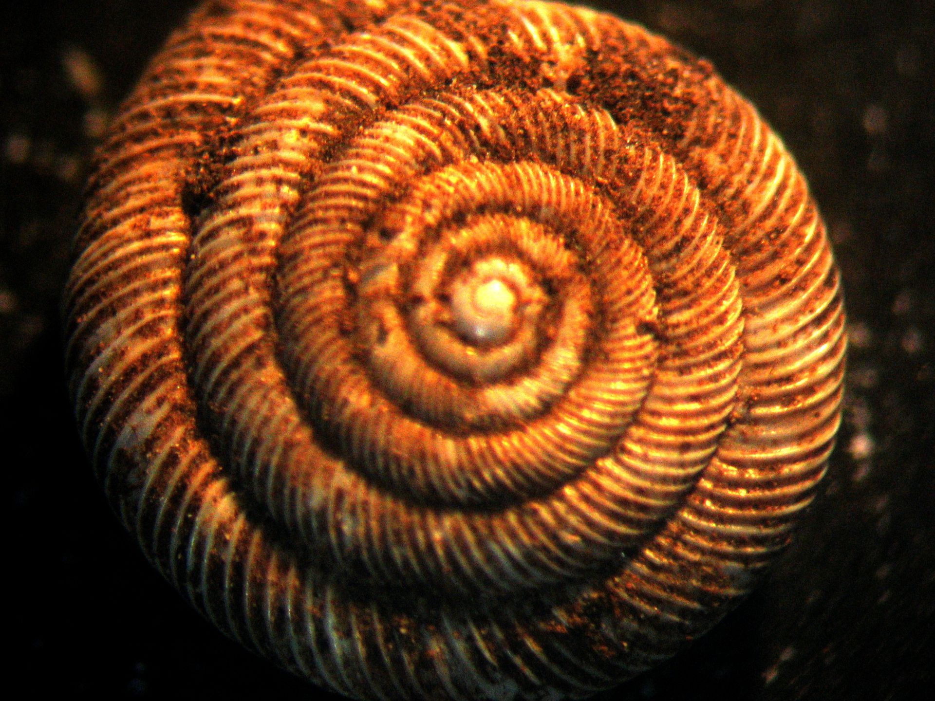 Fiches espèces Shna-Ofab