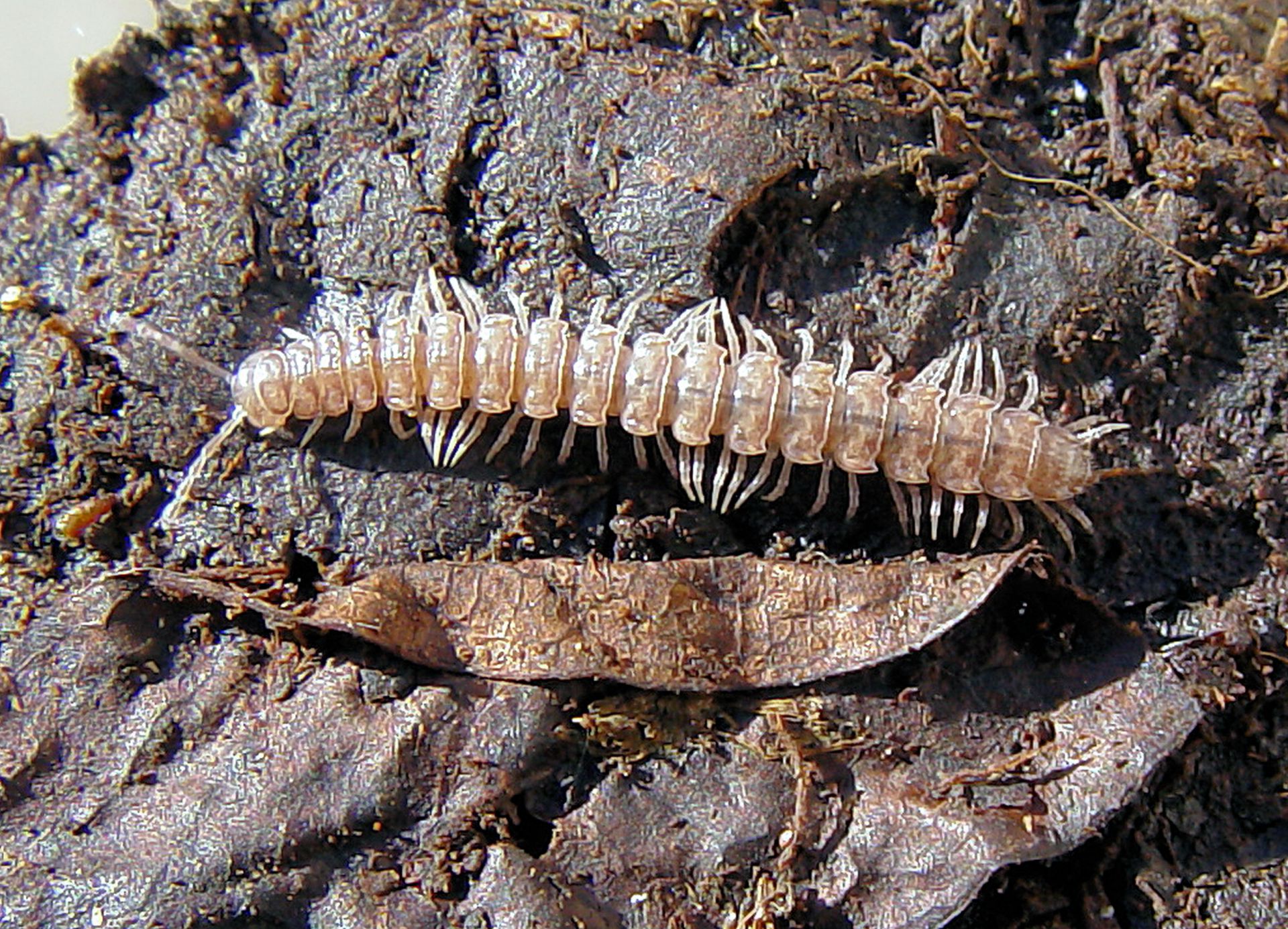 Fiches espèces Shna-Ofab