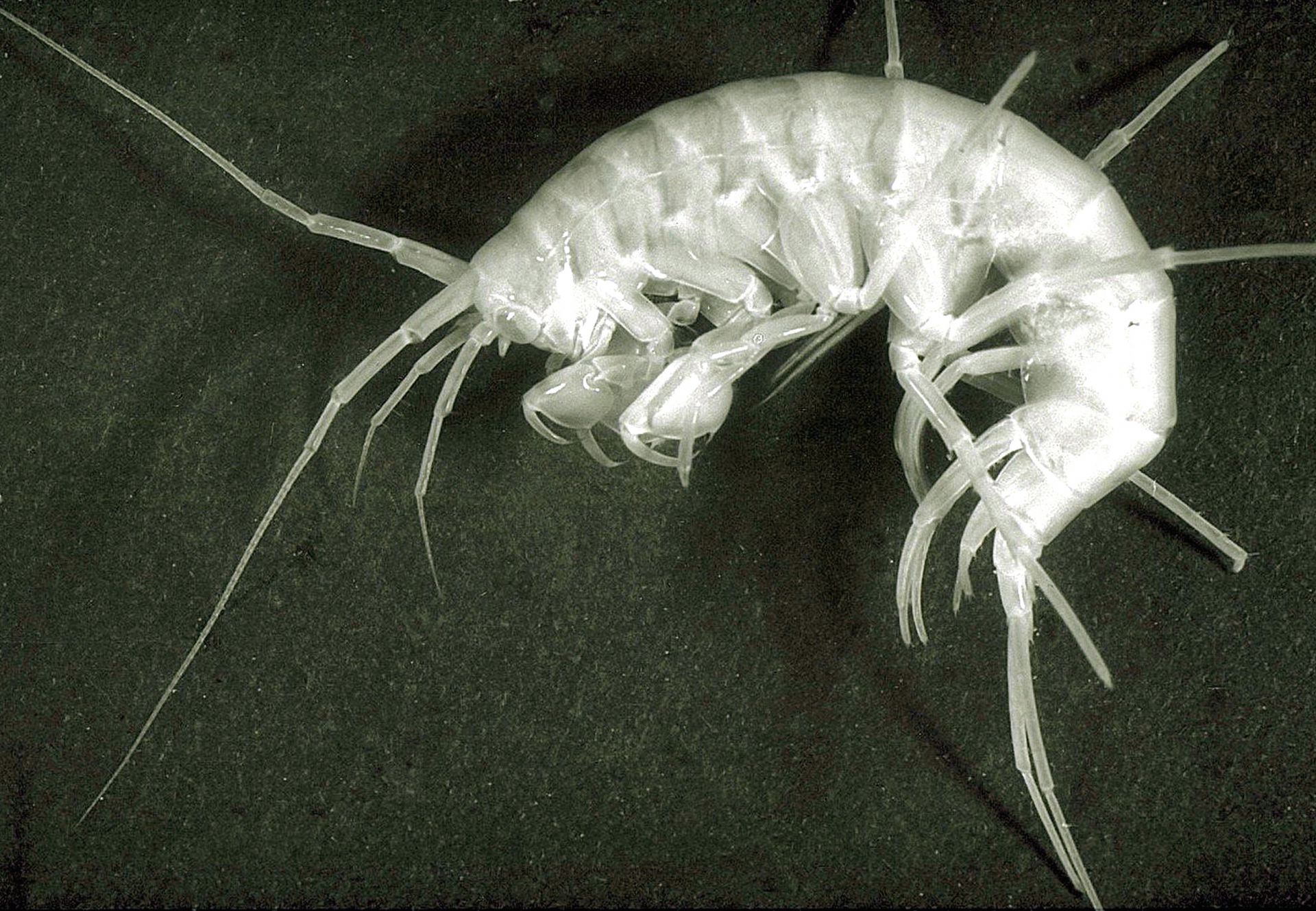 Fiches espèces Shna-Ofab