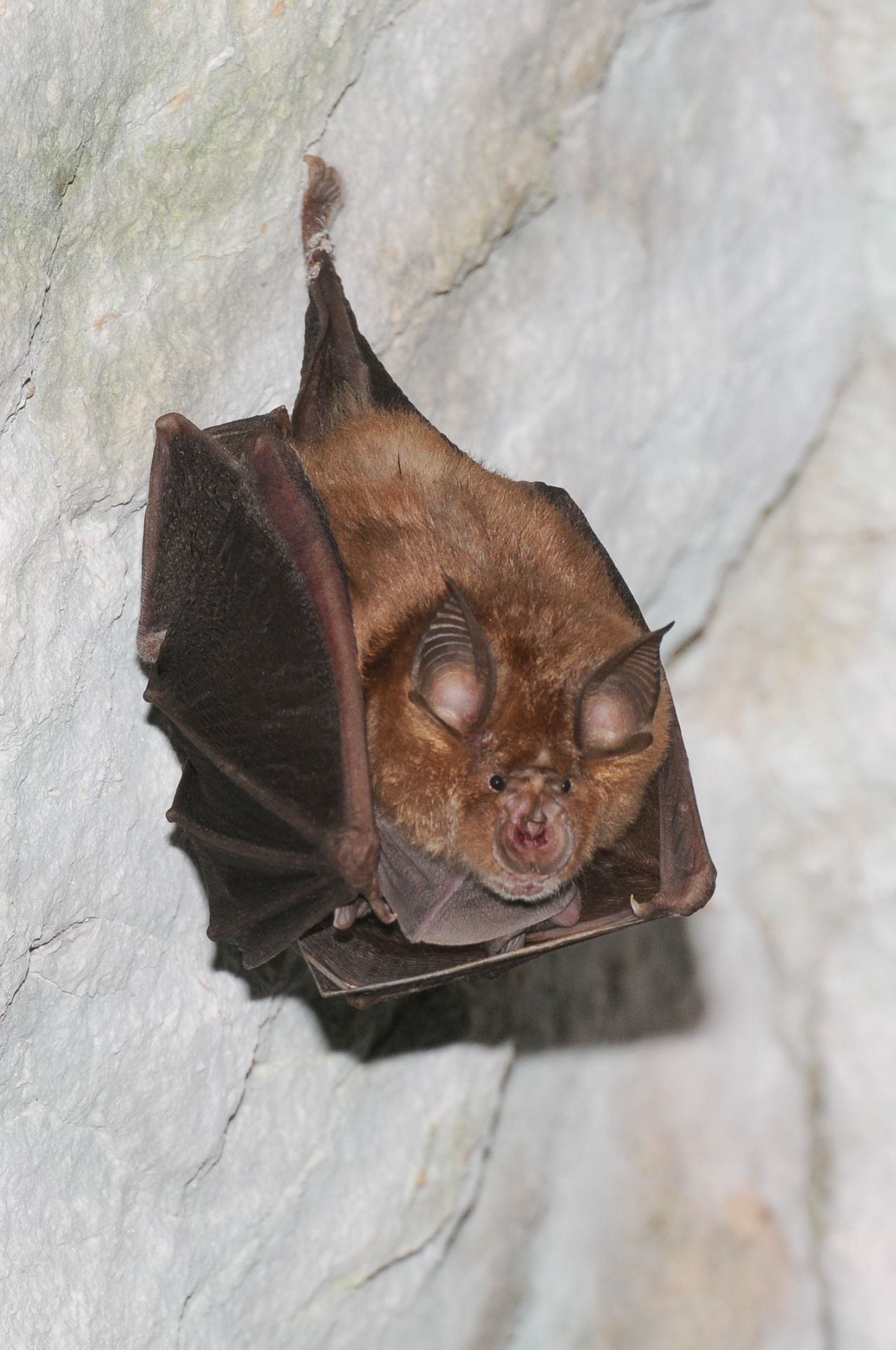 Fiches espèces Shna-Ofab