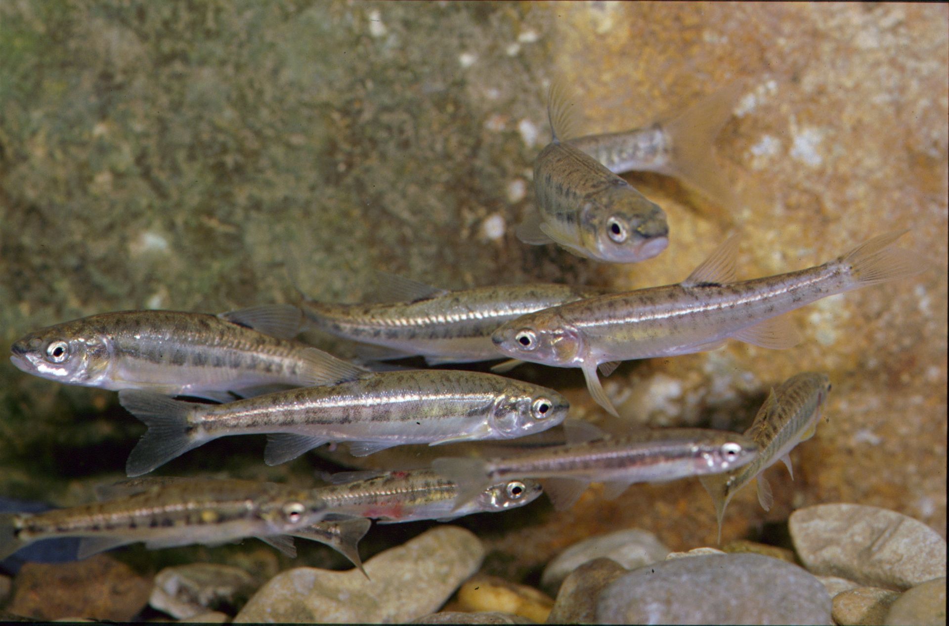 Fiches espèces Shna-Ofab