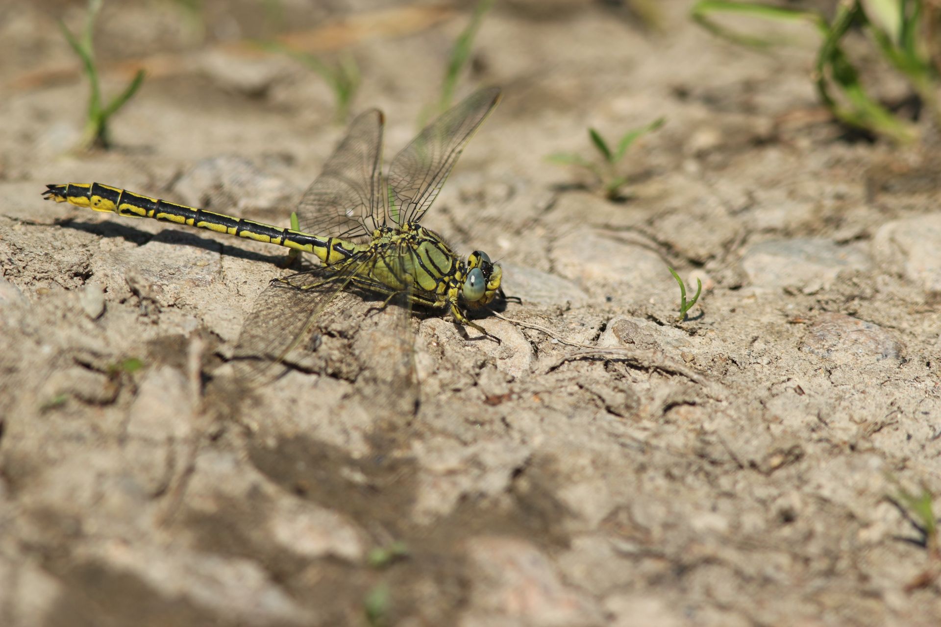 Fiches espèces Shna-Ofab
