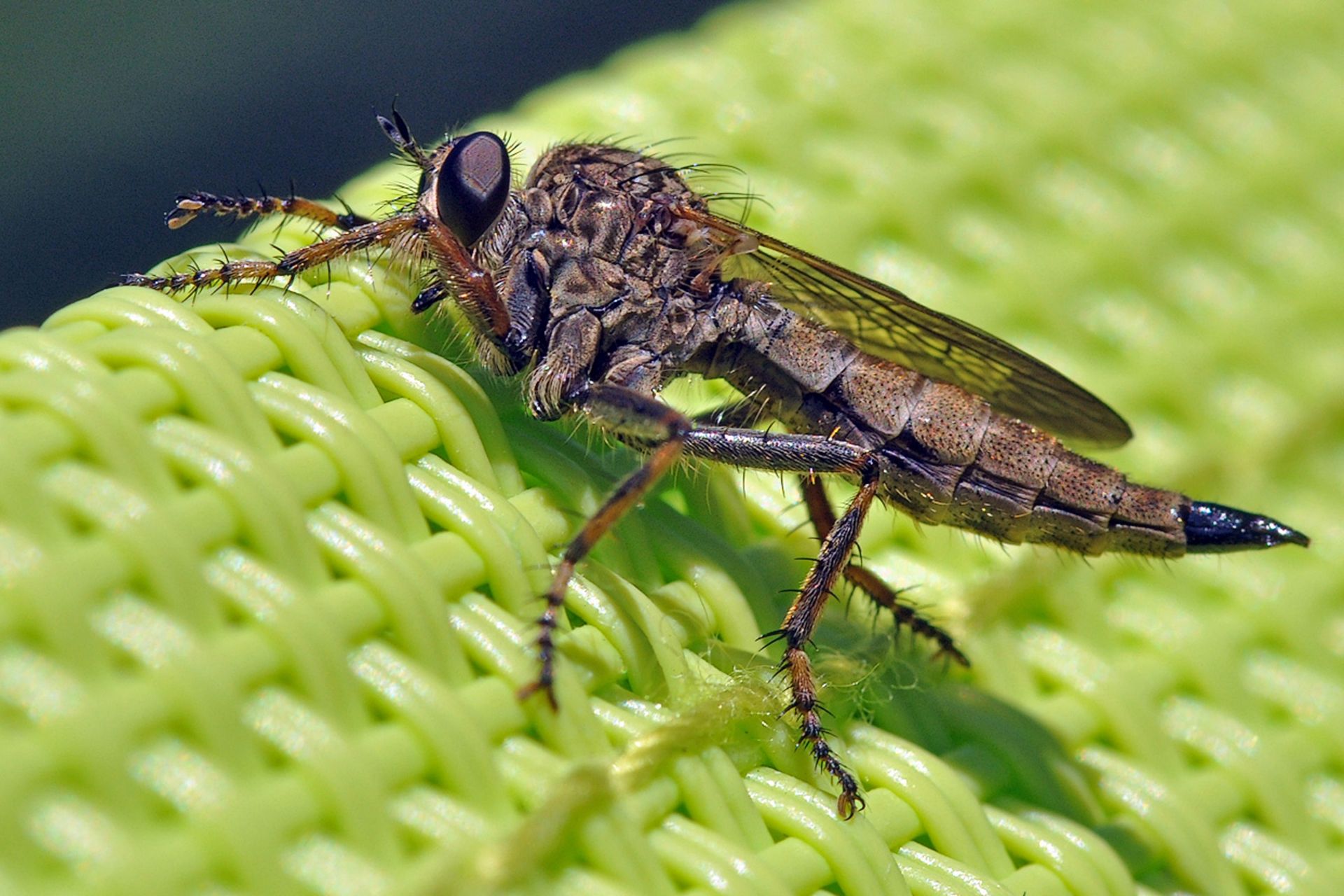 Fiches espèces Shna-Ofab