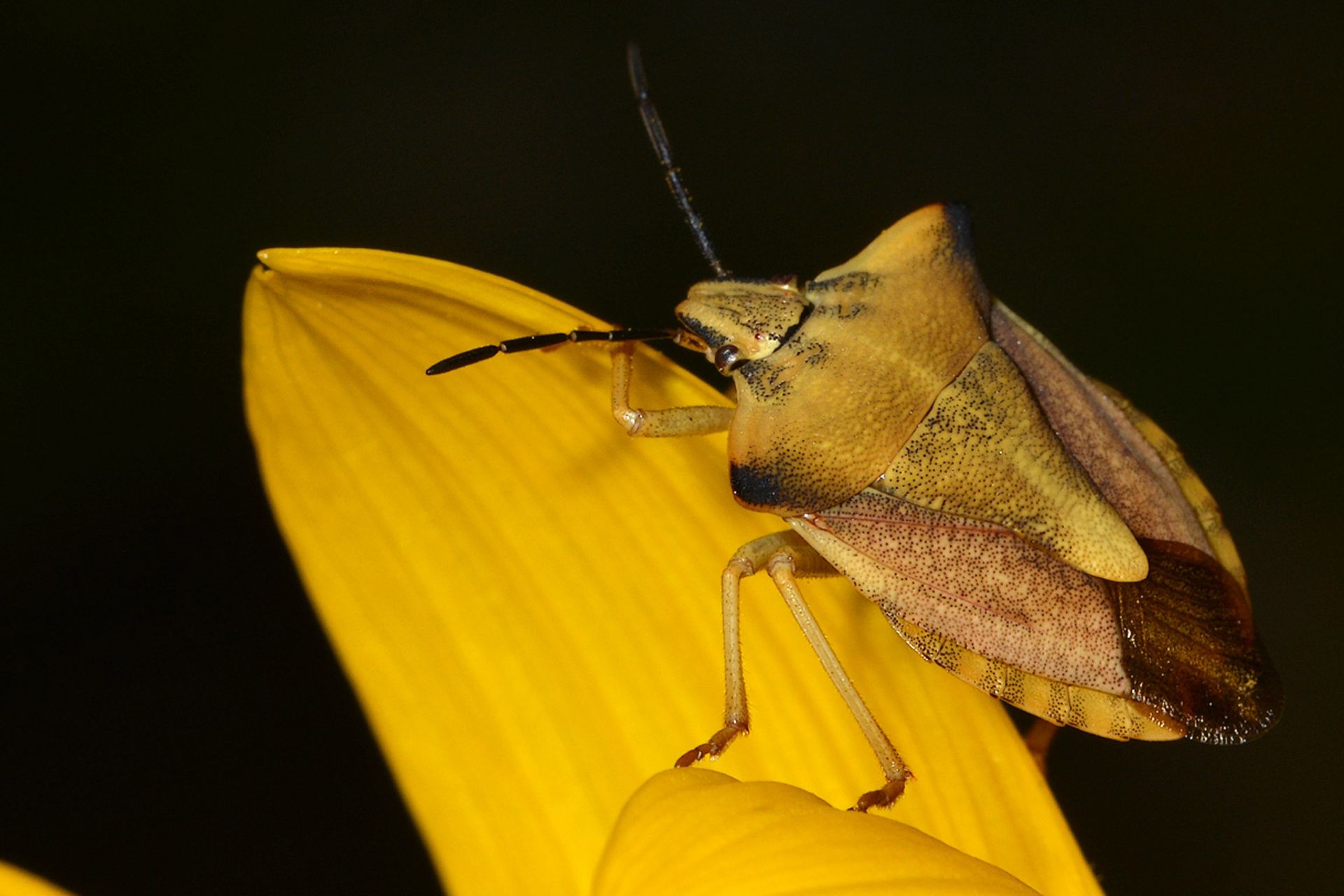 Fiches espèces Shna-Ofab