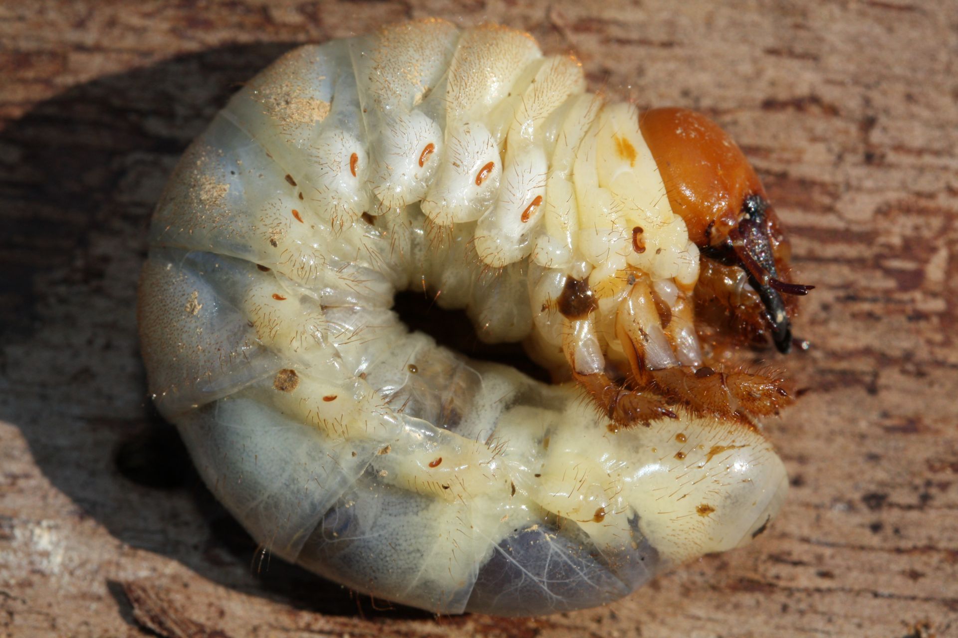 Fiches espèces Shna-Ofab