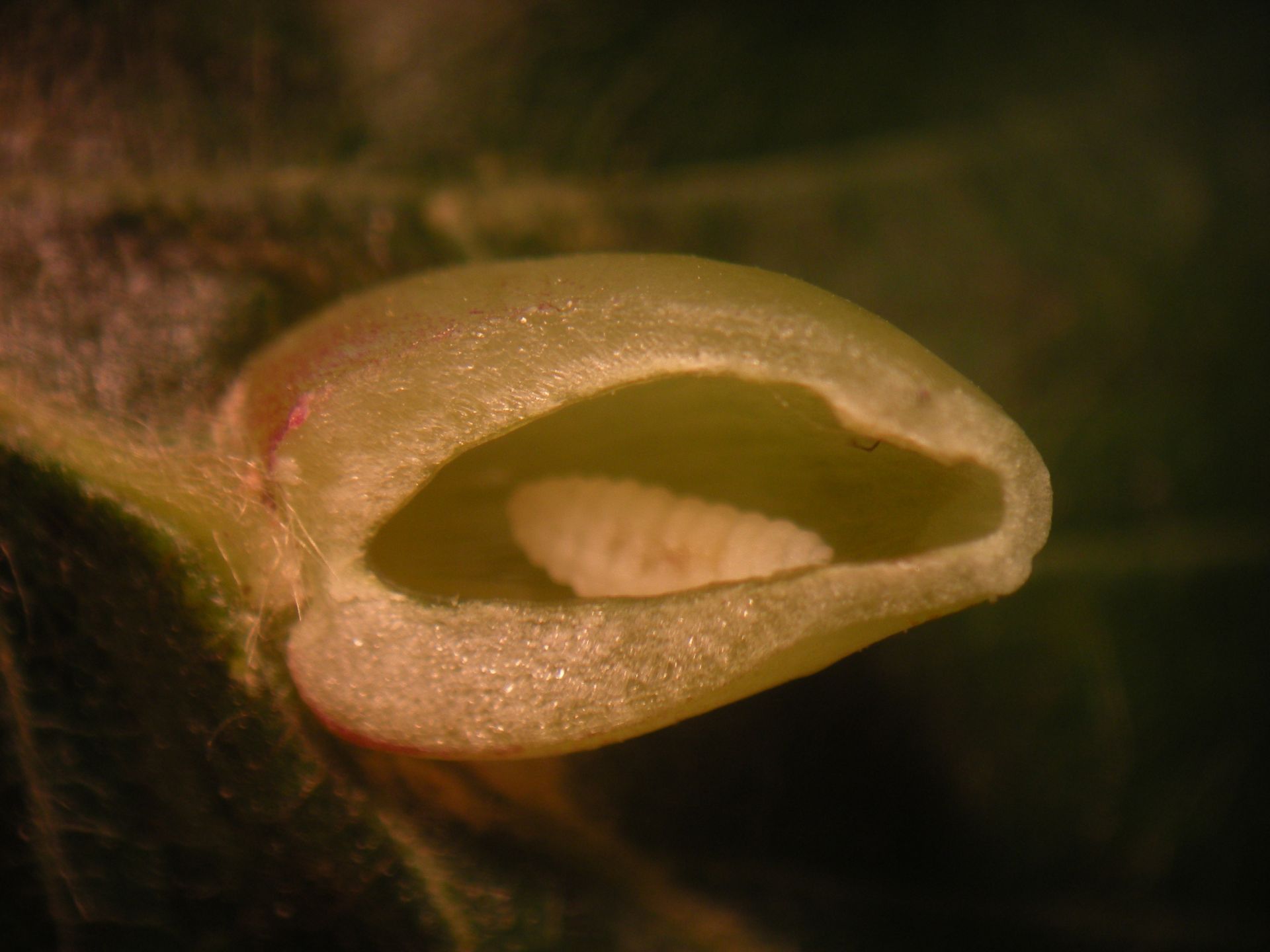 Fiches espèces Shna-Ofab