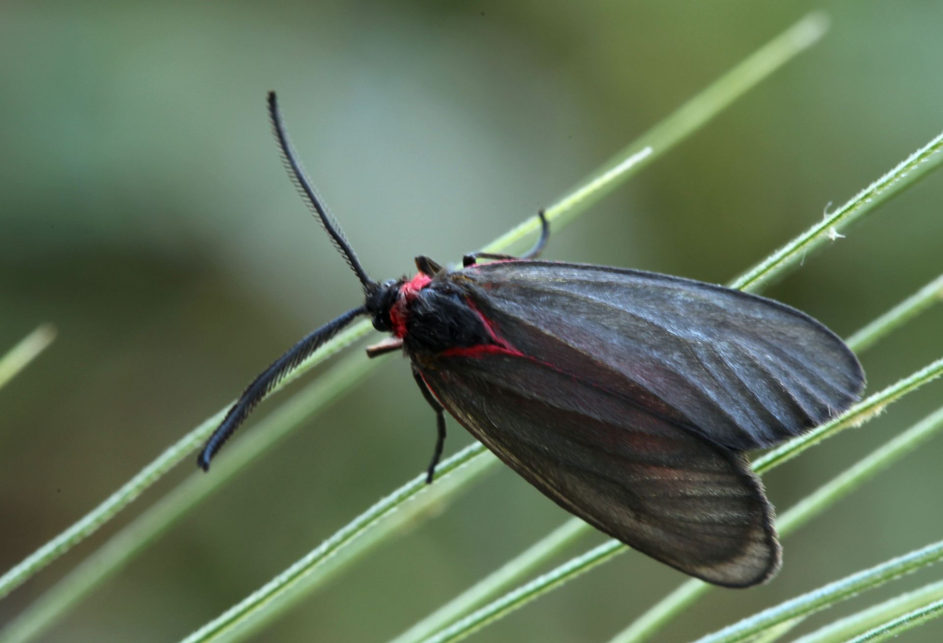 Fiches espèces Shna-Ofab