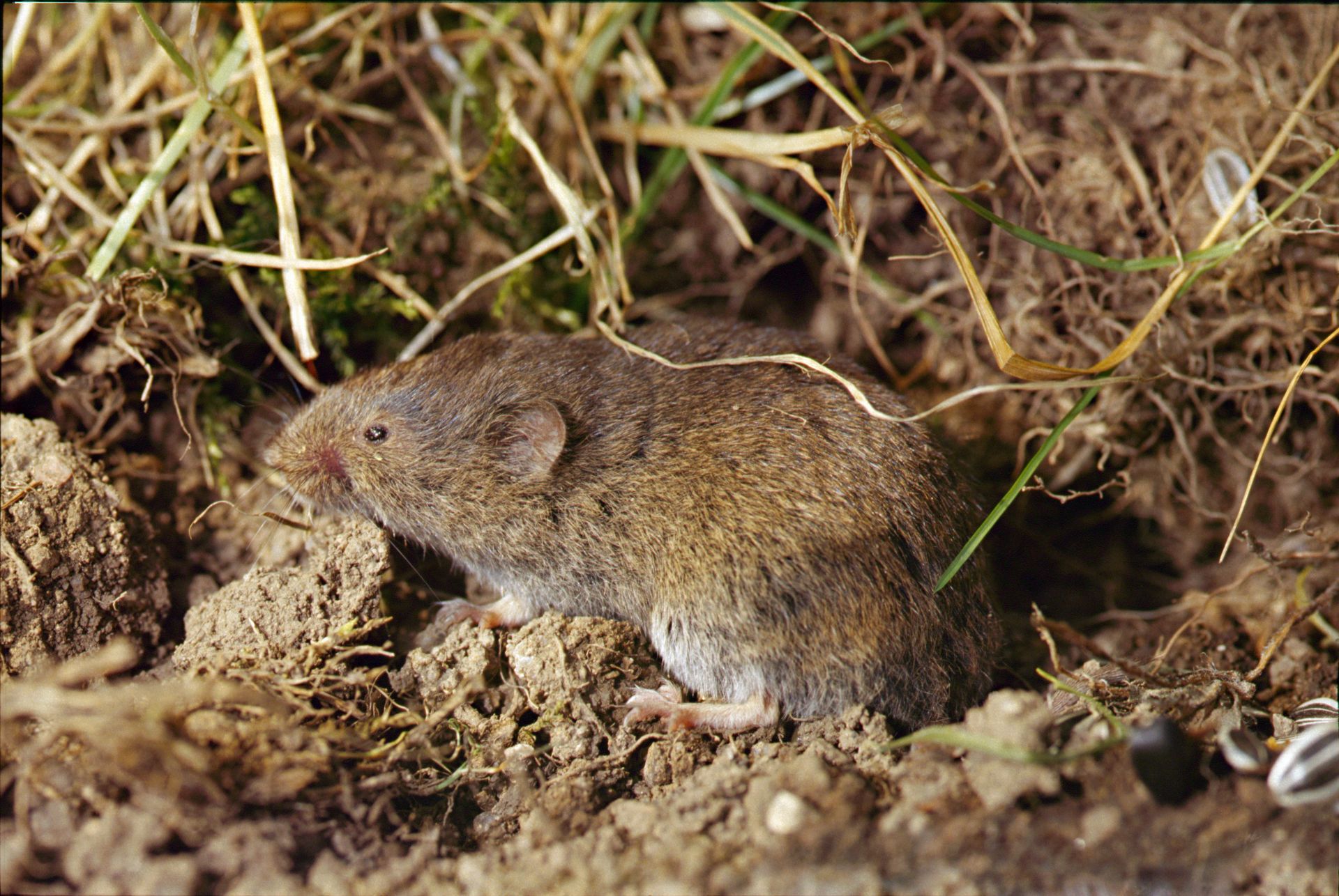 Fiches espèces Shna-Ofab