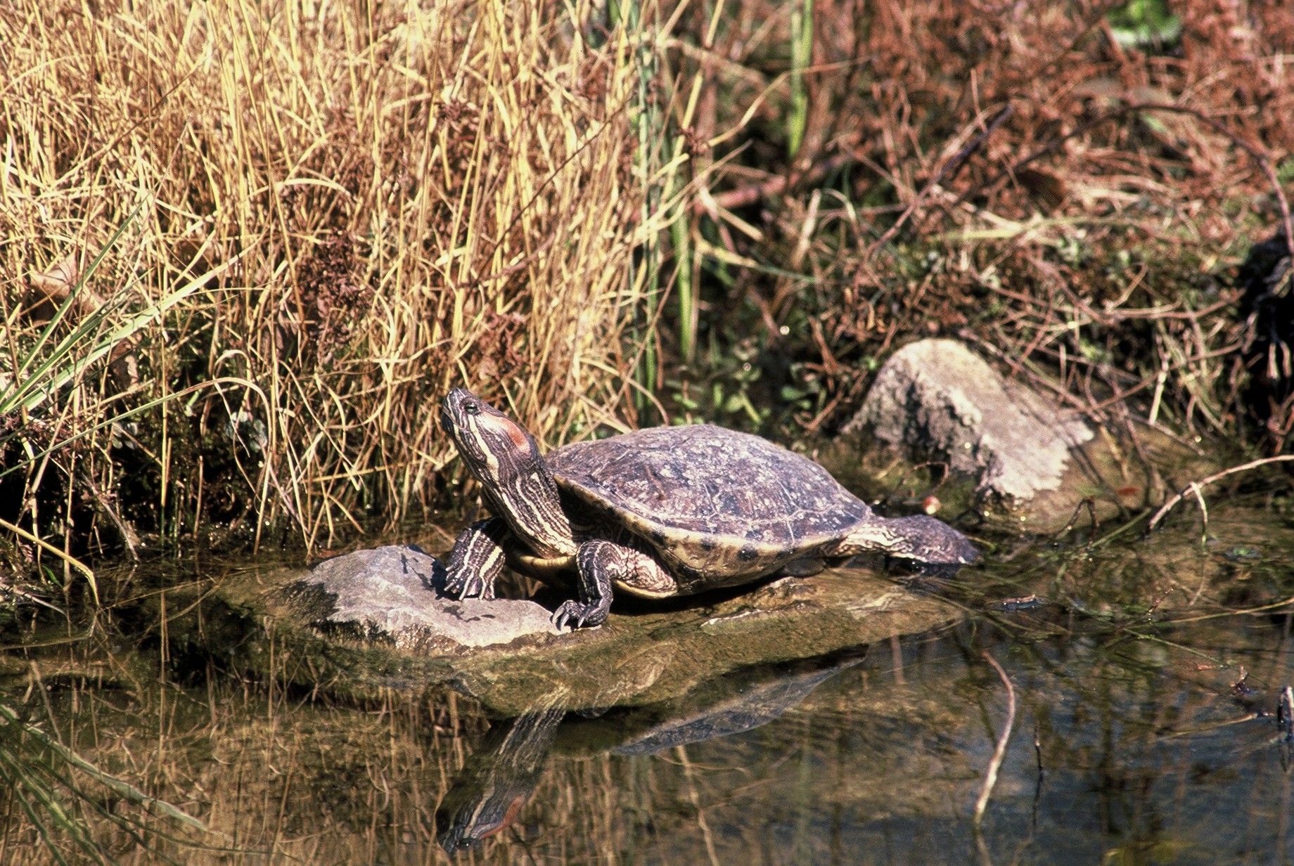 Fiches espèces Shna-Ofab