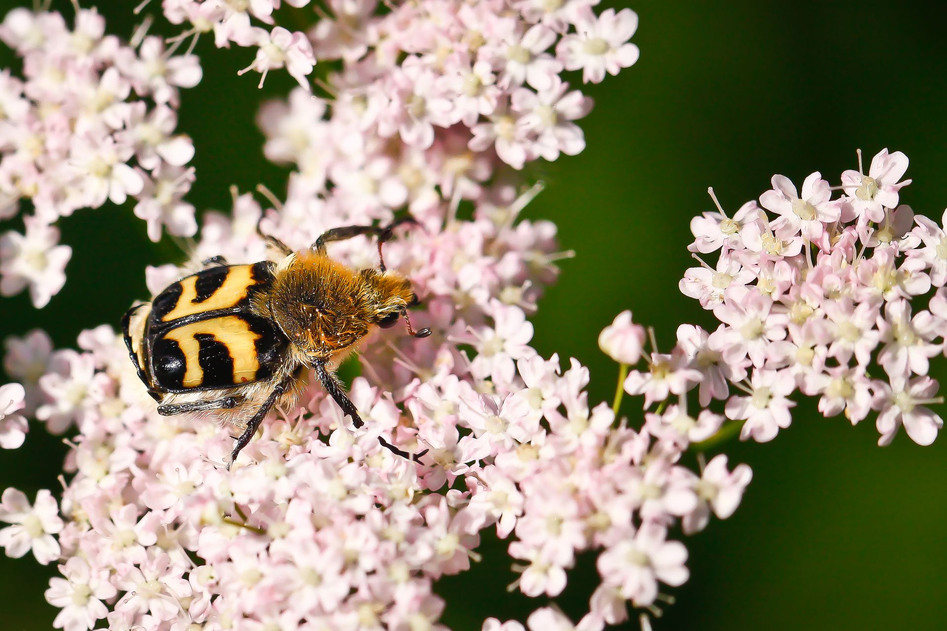 Fiches espèces Shna-Ofab