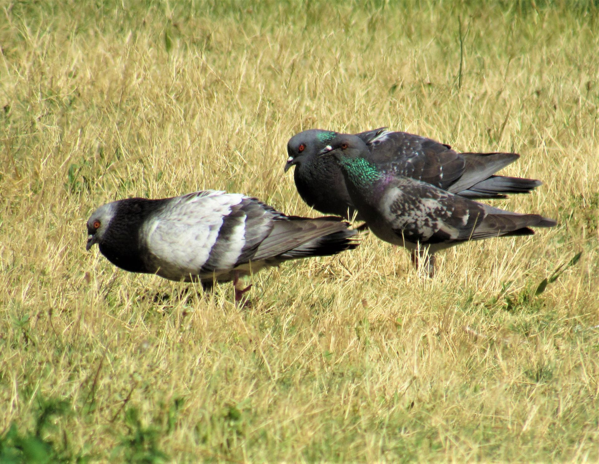 Fiches espèces Shna-Ofab