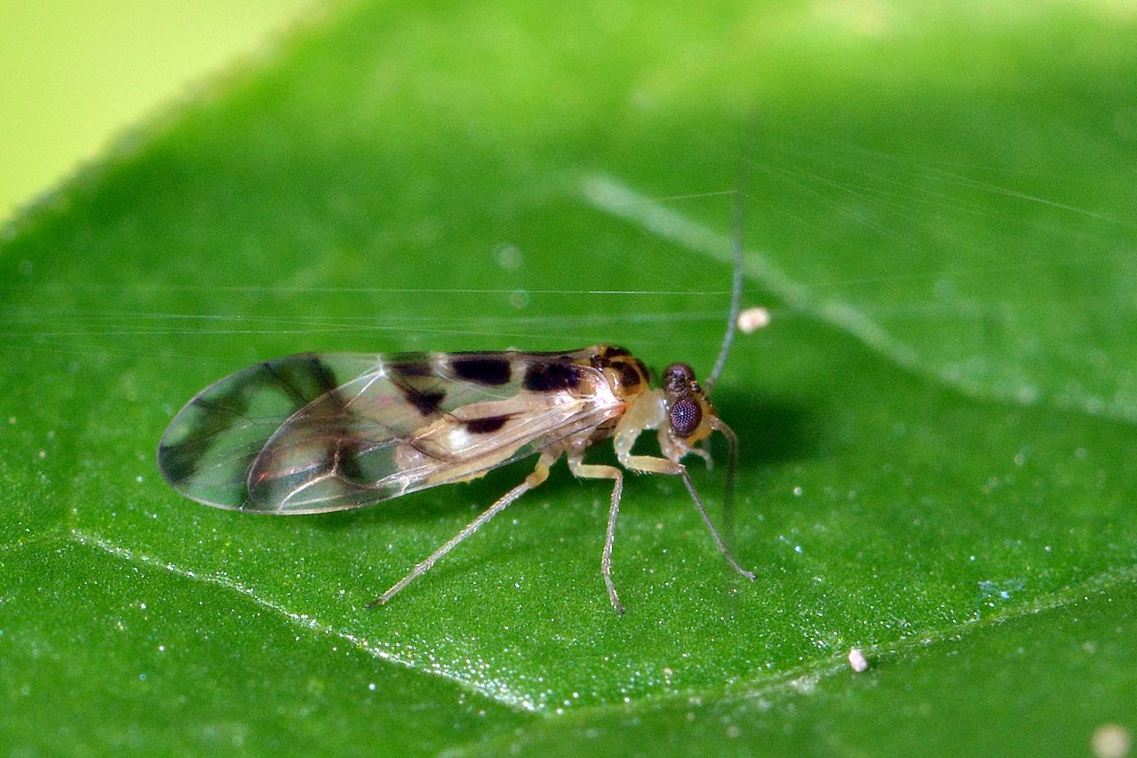 Fiches espèces Shna-Ofab