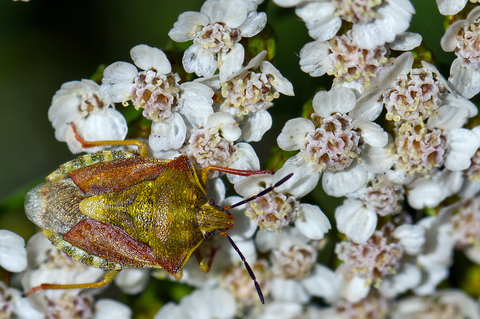 Fiches espèces Shna-Ofab