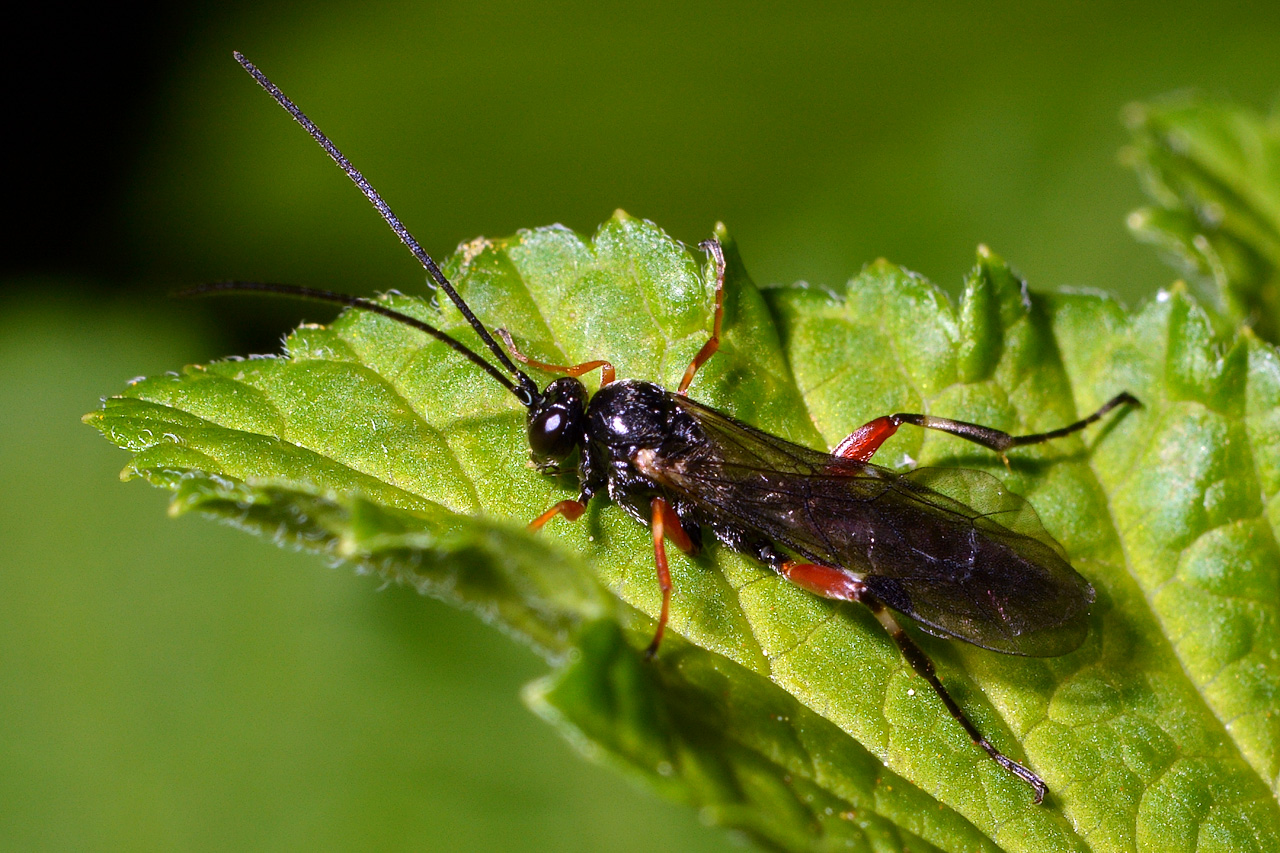 Fiches espèces Shna-Ofab