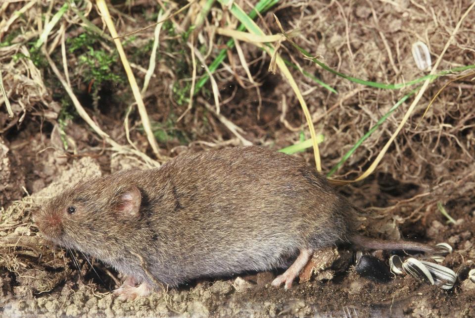 Fiches espèces Shna-Ofab