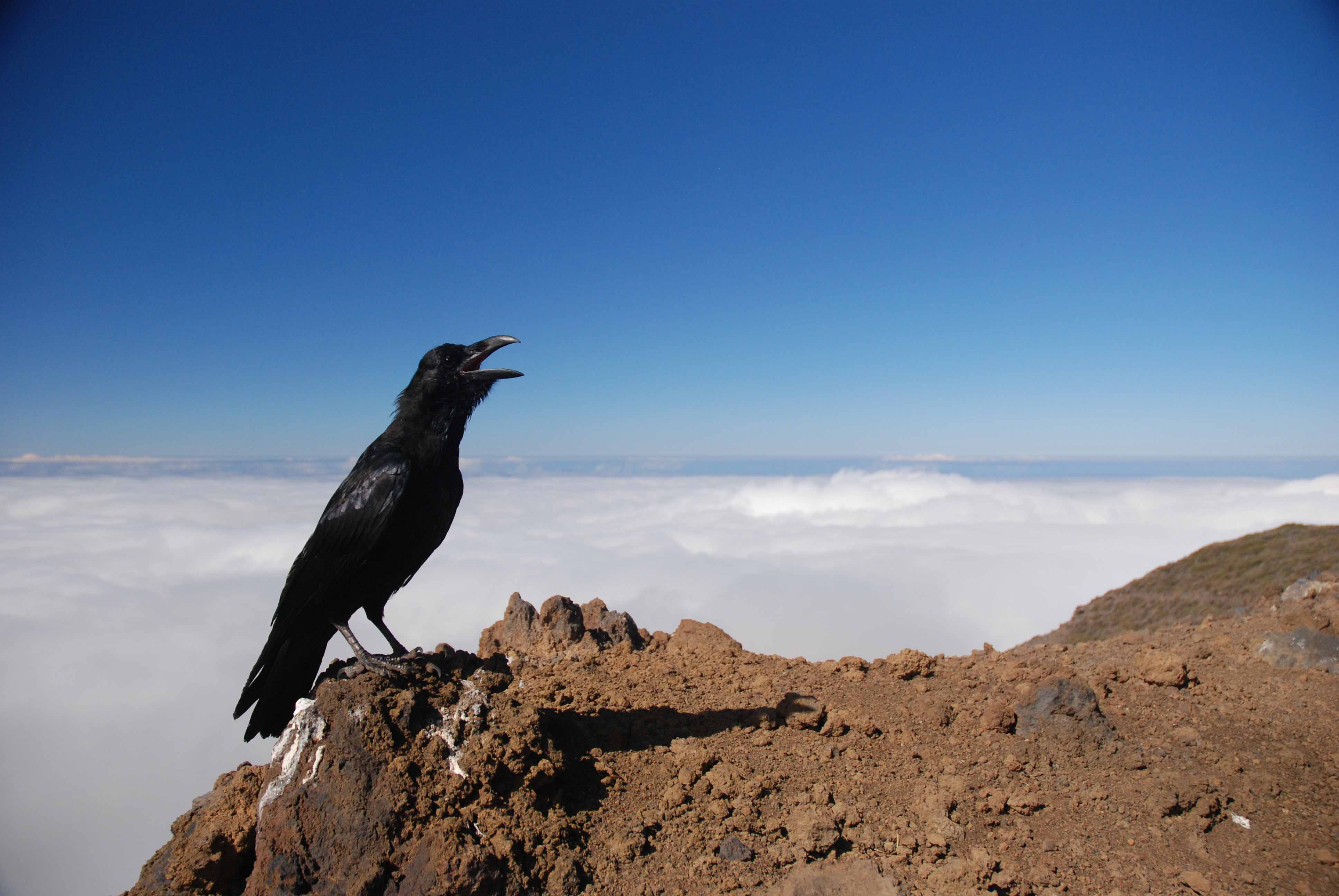 Fiches espèces Shna-Ofab