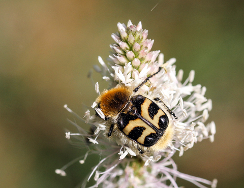 Fiches espèces Shna-Ofab