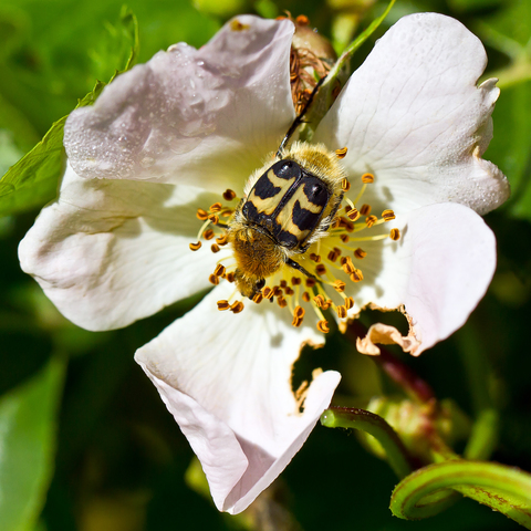 Fiches espèces Shna-Ofab