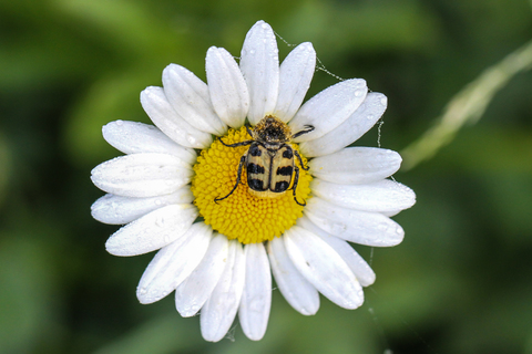 Fiches espèces Shna-Ofab