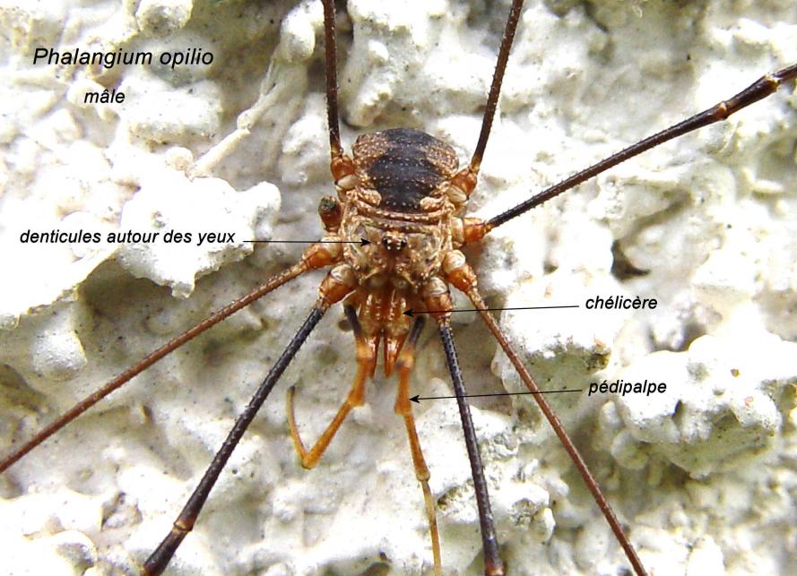 Fiches espèces Shna-Ofab